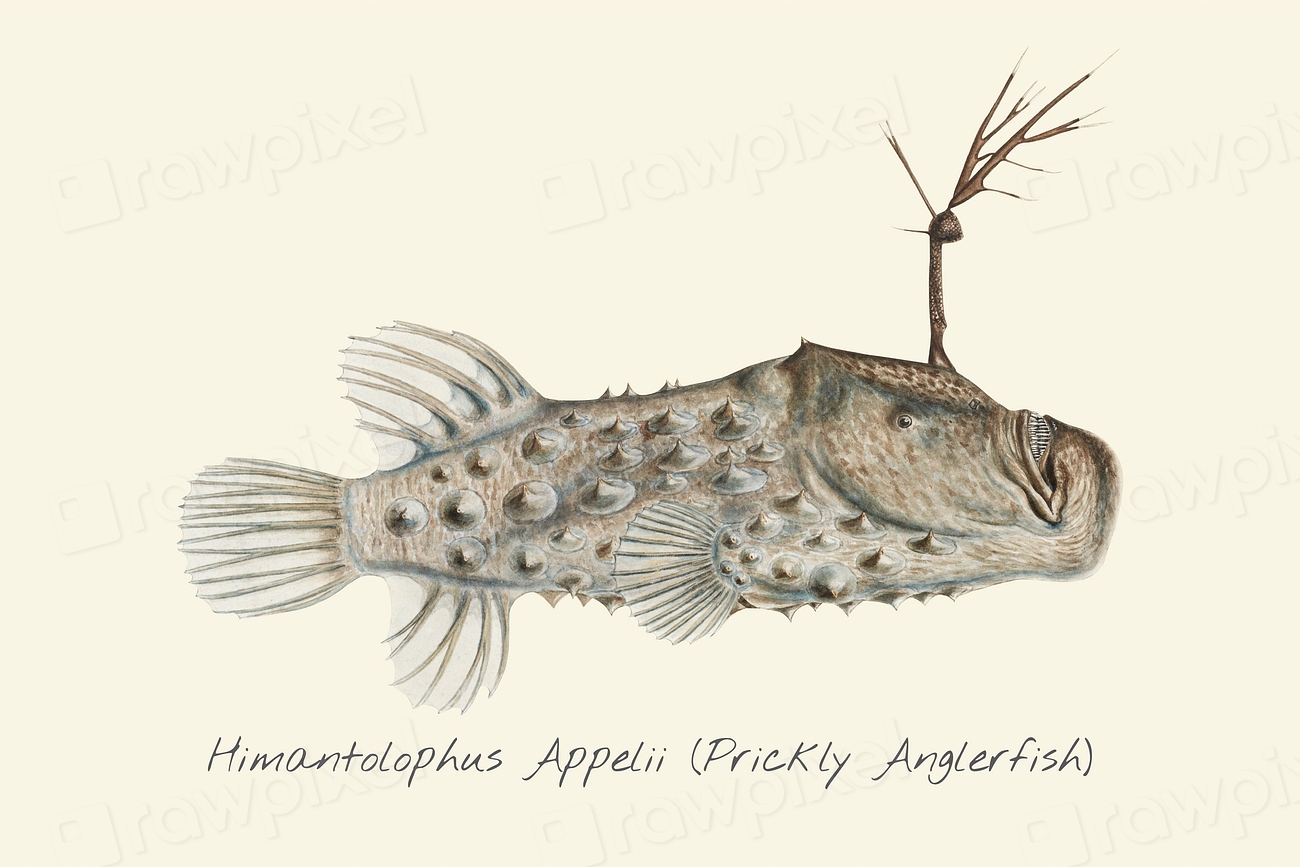 Drawing of a Prickly Anglerfish | Premium Vector Illustration - rawpixel