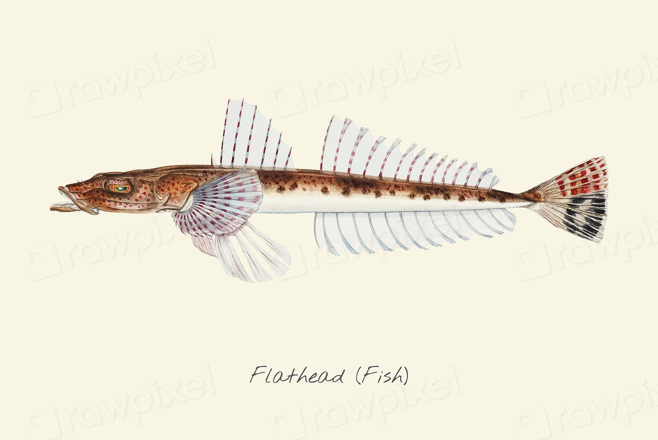 Drawing of a Flathead fish | Premium Vector - rawpixel