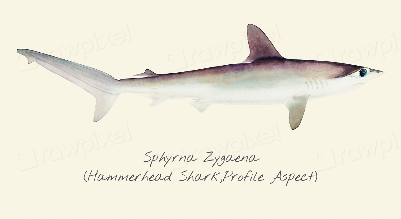 Drawing of a Hammerhead Shark | Premium Vector Illustration - rawpixel