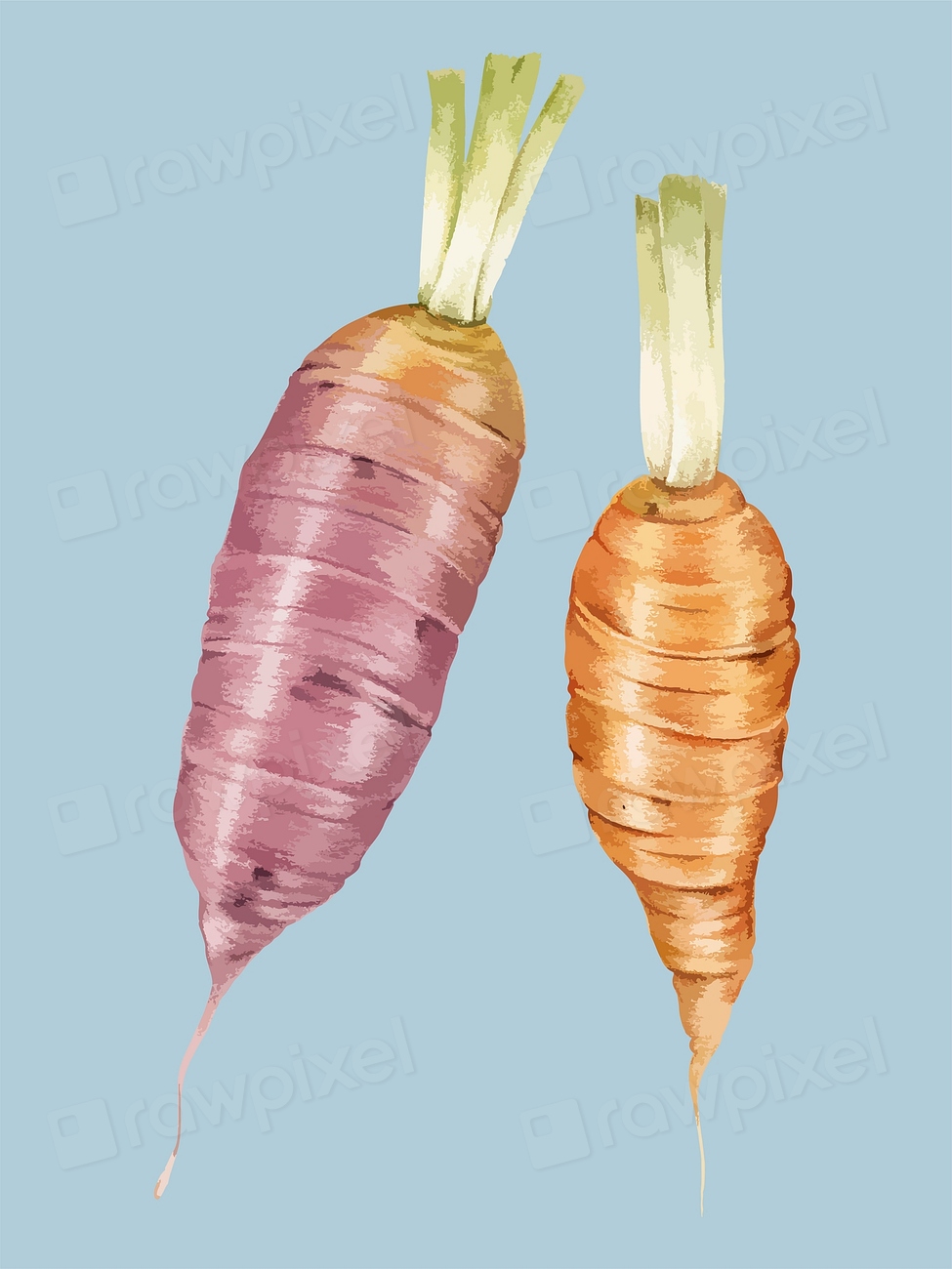 Illustration of carrots | Premium Vector Illustration - rawpixel