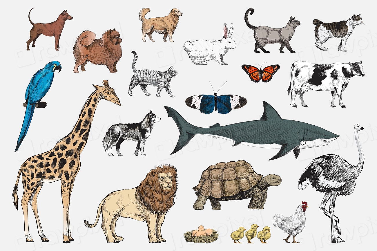 Illustration drawing style animal collection | Premium Vector - rawpixel