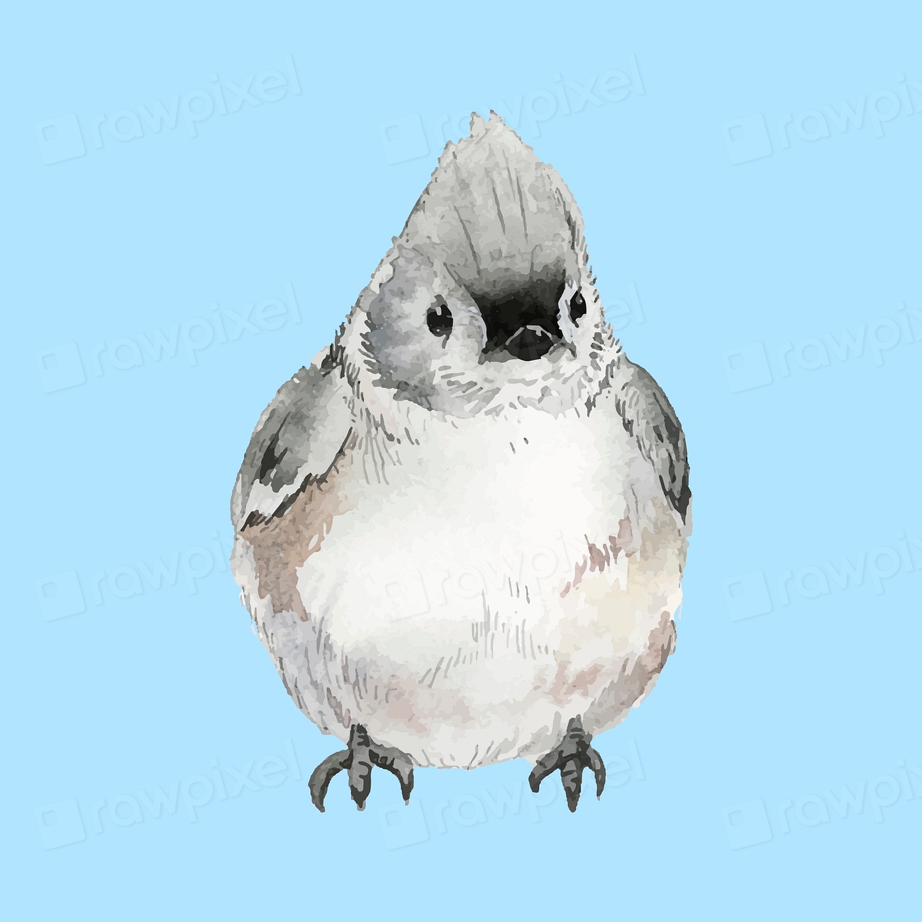 Hand drawn tufted titmouse bird | Premium Vector Illustration - rawpixel