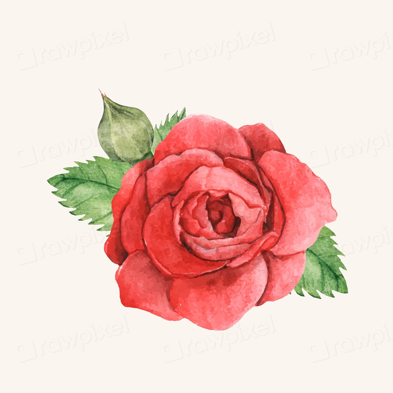 Hand drawn red rose isolated | Premium Vector - rawpixel