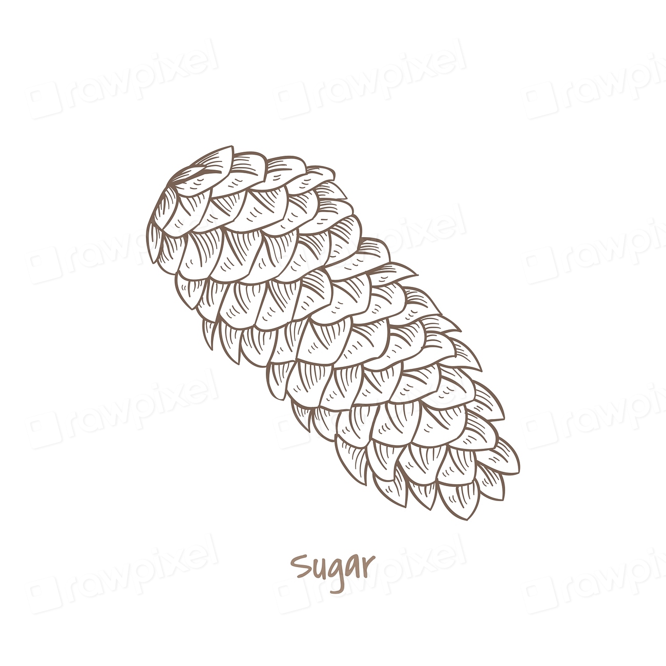 Illustration fir tree cone | Premium Vector Illustration - rawpixel