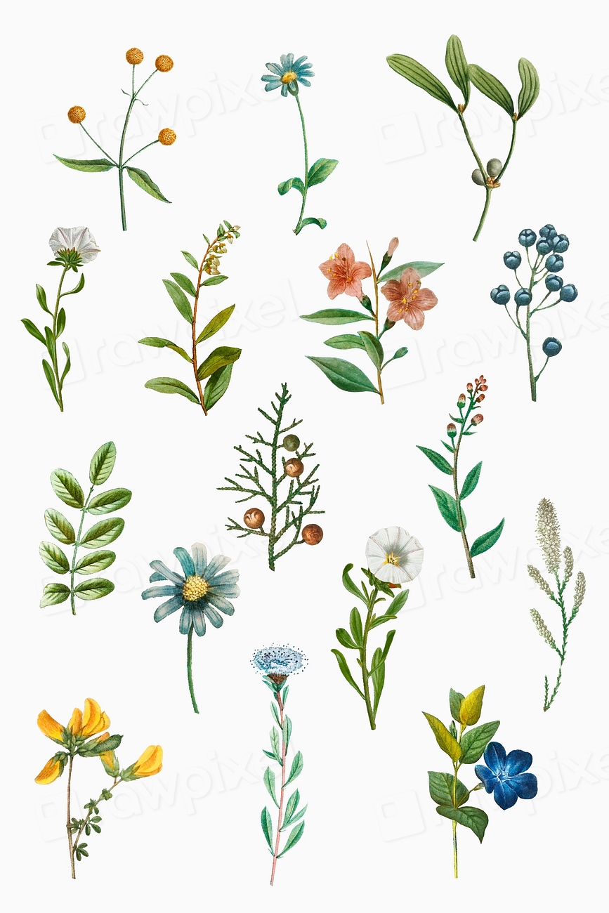 Blooming floral collection design vector | Premium Vector - rawpixel