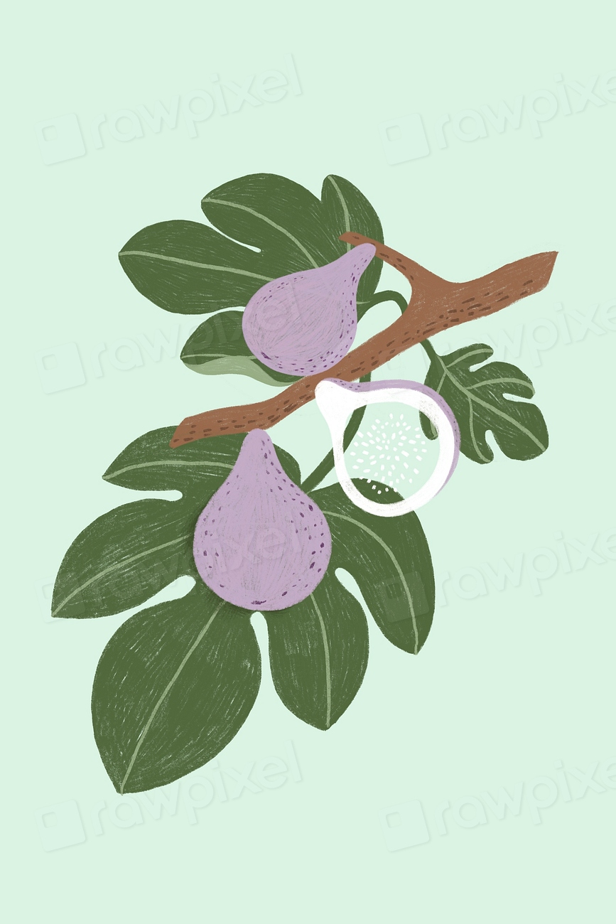 Hand drawn fig design resource | Premium PSD Illustration - rawpixel