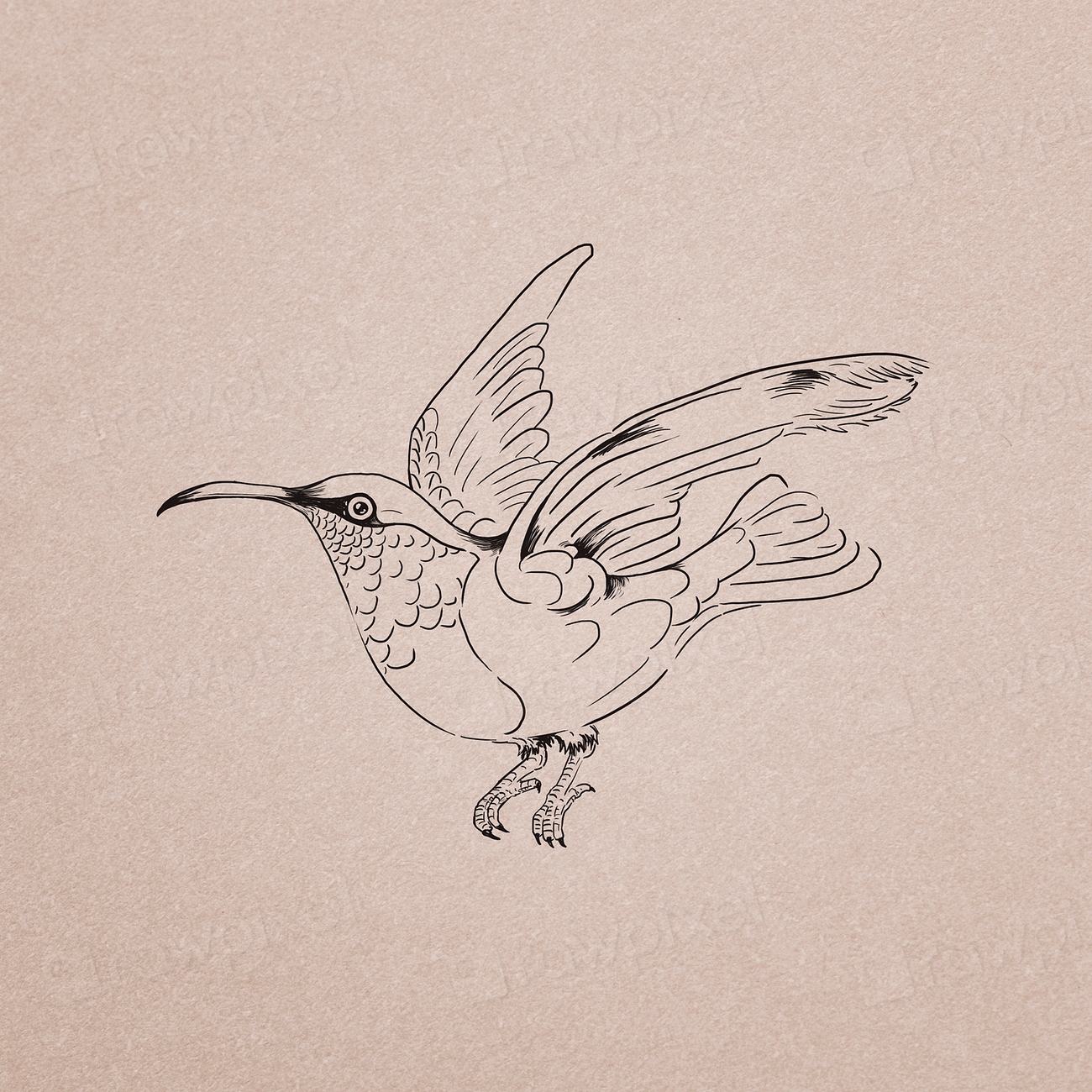 Hand drawn hummingbird illustration | Premium PSD - rawpixel