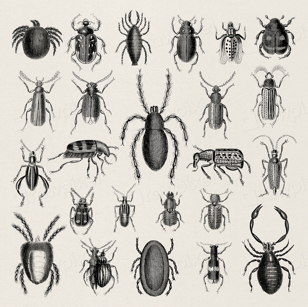 Illustration set of various insects | Premium PSD - rawpixel