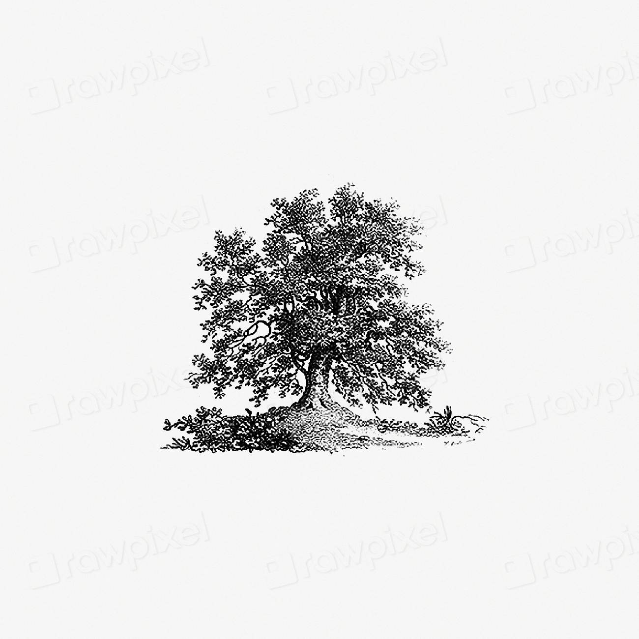 Vintage European style tree illustration | Free Photo Illustration ...