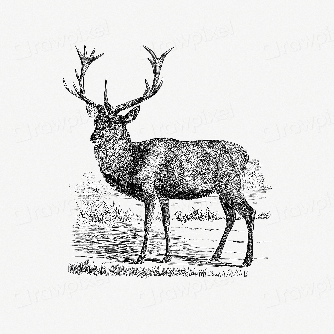 Red deer from A Summer | Free Photo Illustration - rawpixel