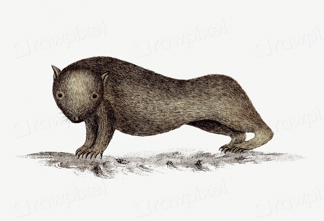 Drawing of a womba | Premium PSD - rawpixel