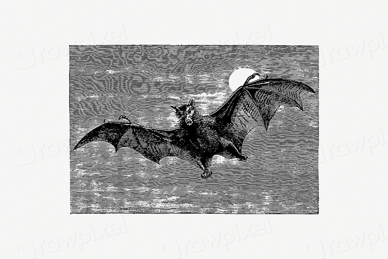 Flying bat Woodland Romances; Or, | Free Photo Illustration - rawpixel
