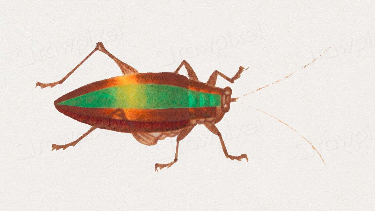 Single green metallic bug vintage | Premium Photo Illustration - rawpixel