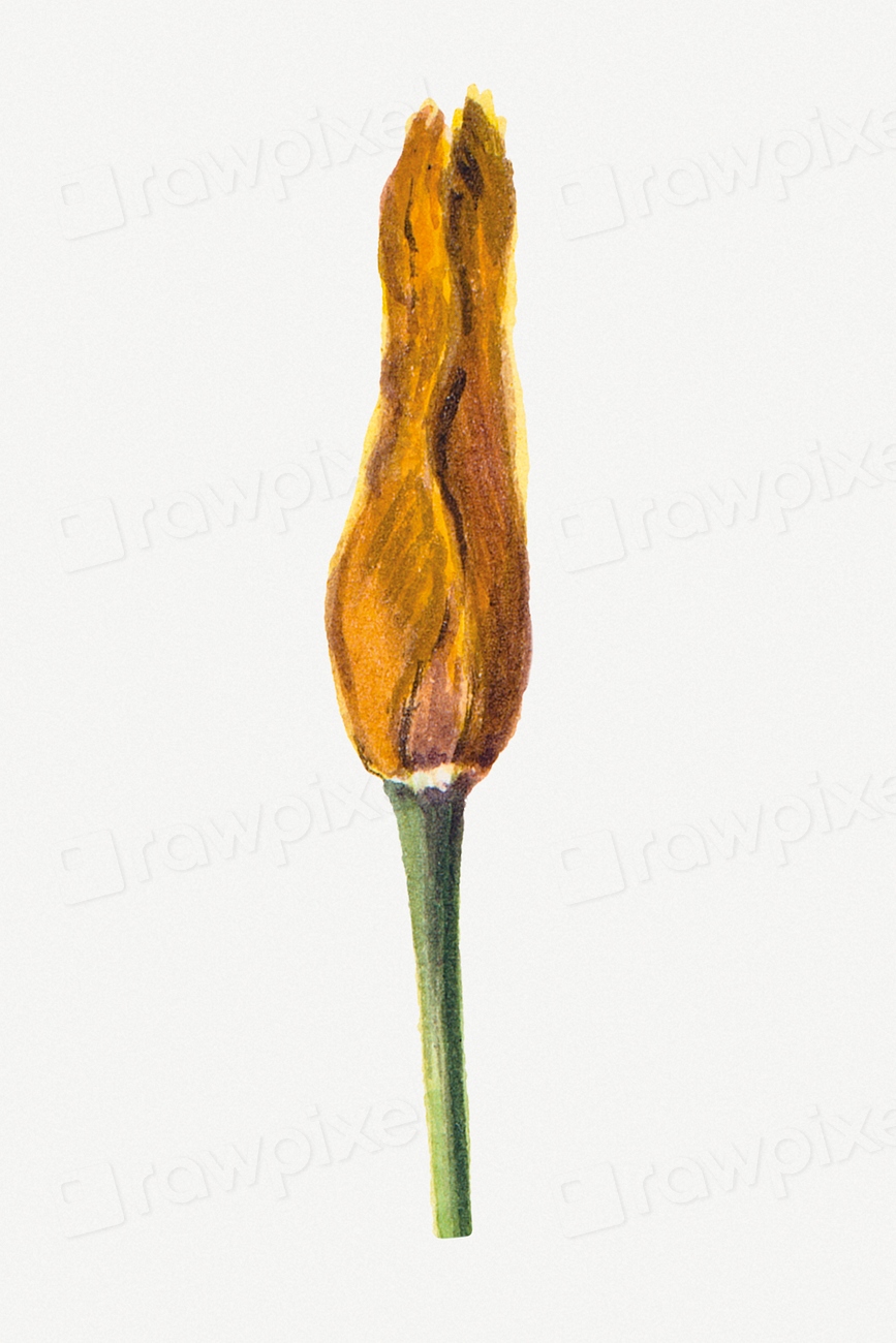 Goldenbowl mariposa flower bud botanical | Premium Photo - rawpixel