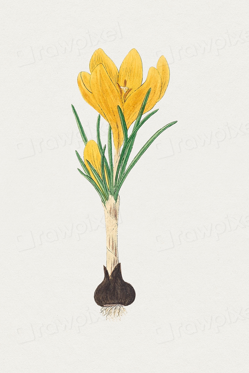 Hand drawn yellow crocus. Original | Free Photo Illustration - rawpixel