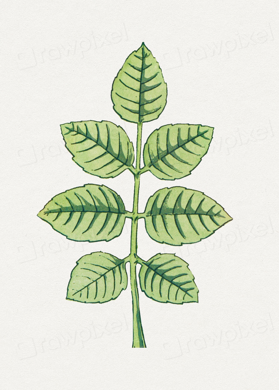 Vintage wild rose leaf design | Premium PSD - rawpixel