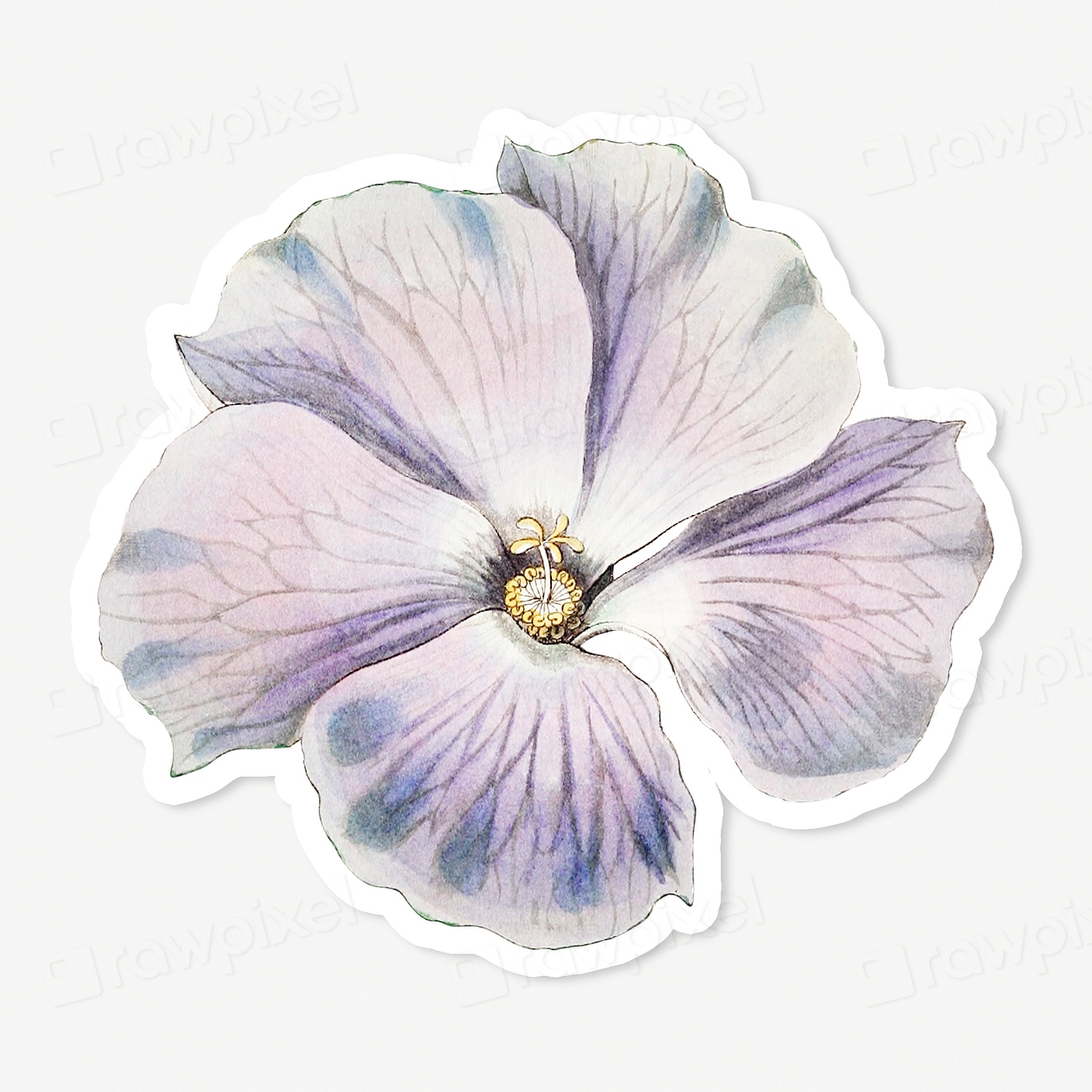 Mallow illustration hand drawn psd | Free PSD - rawpixel