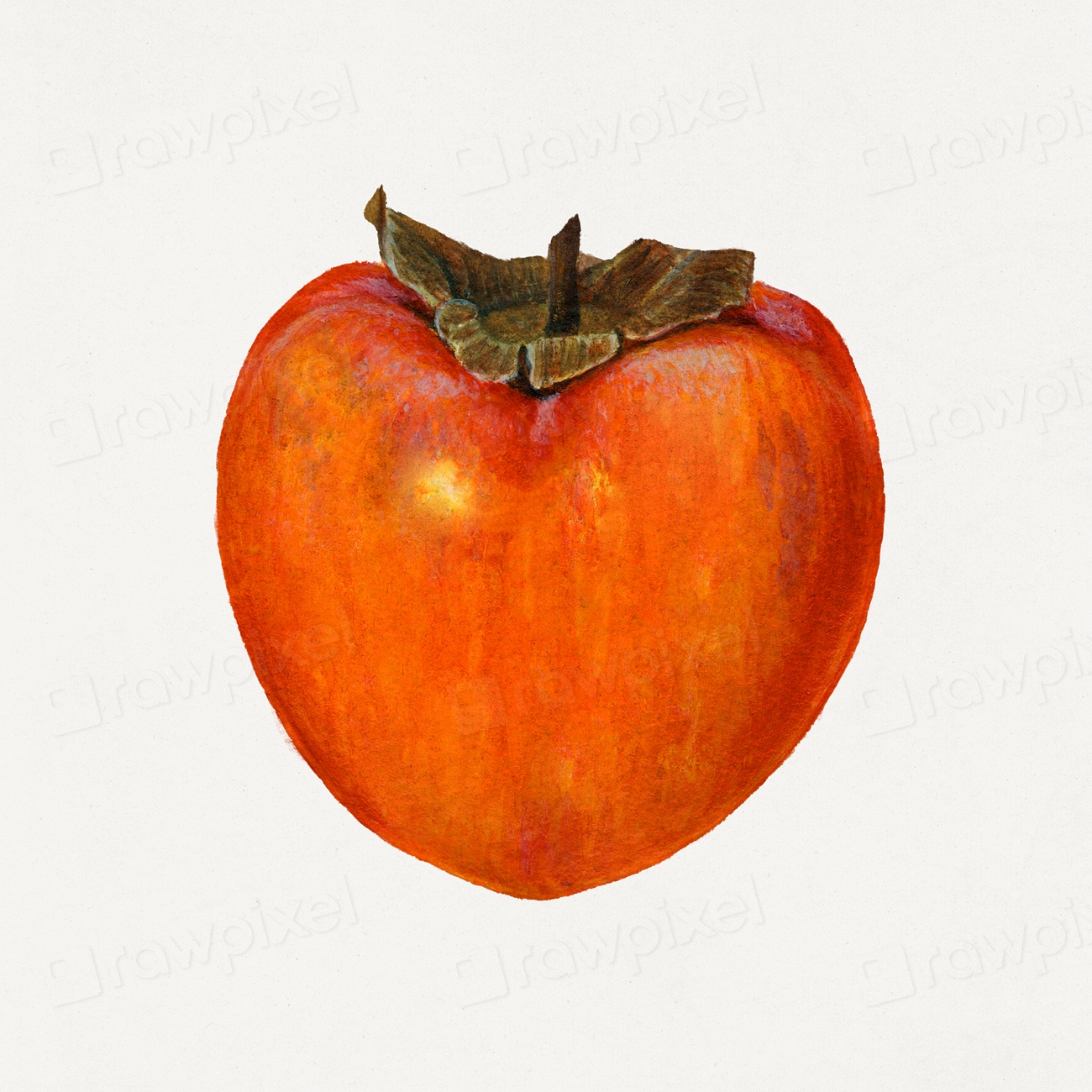 Vintage persimmon illustration. Digitally enhanced | Free Photo ...
