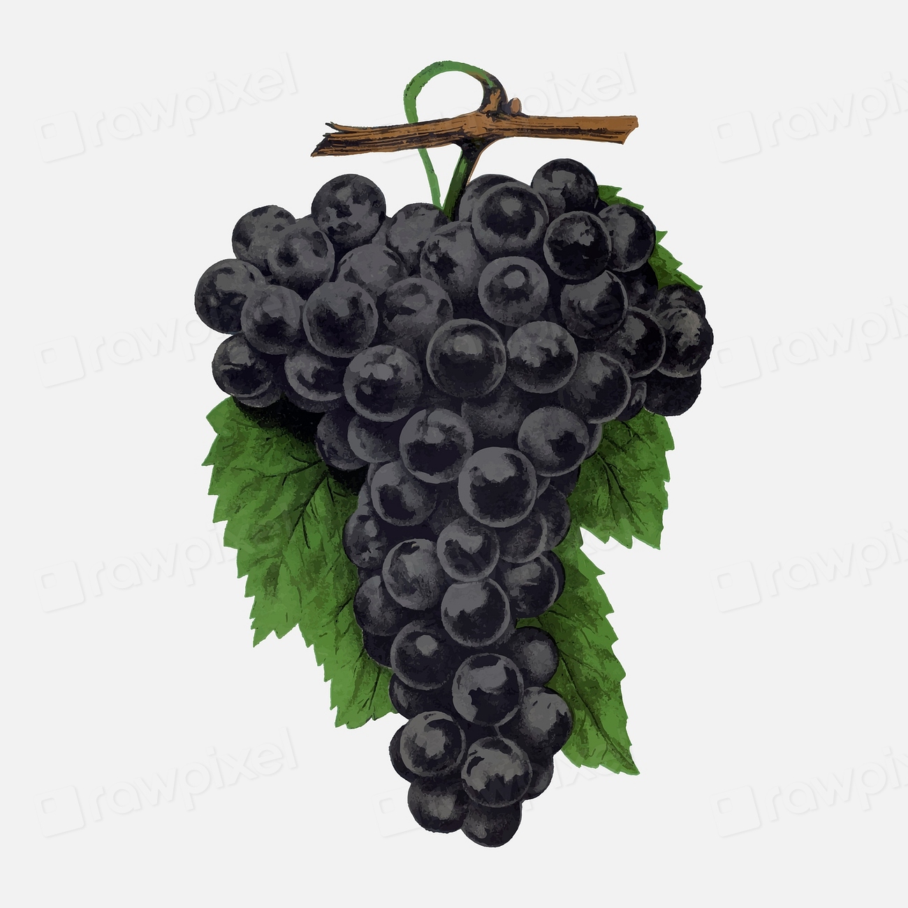 Black grape illustration vintage botanical | Premium Vector ...
