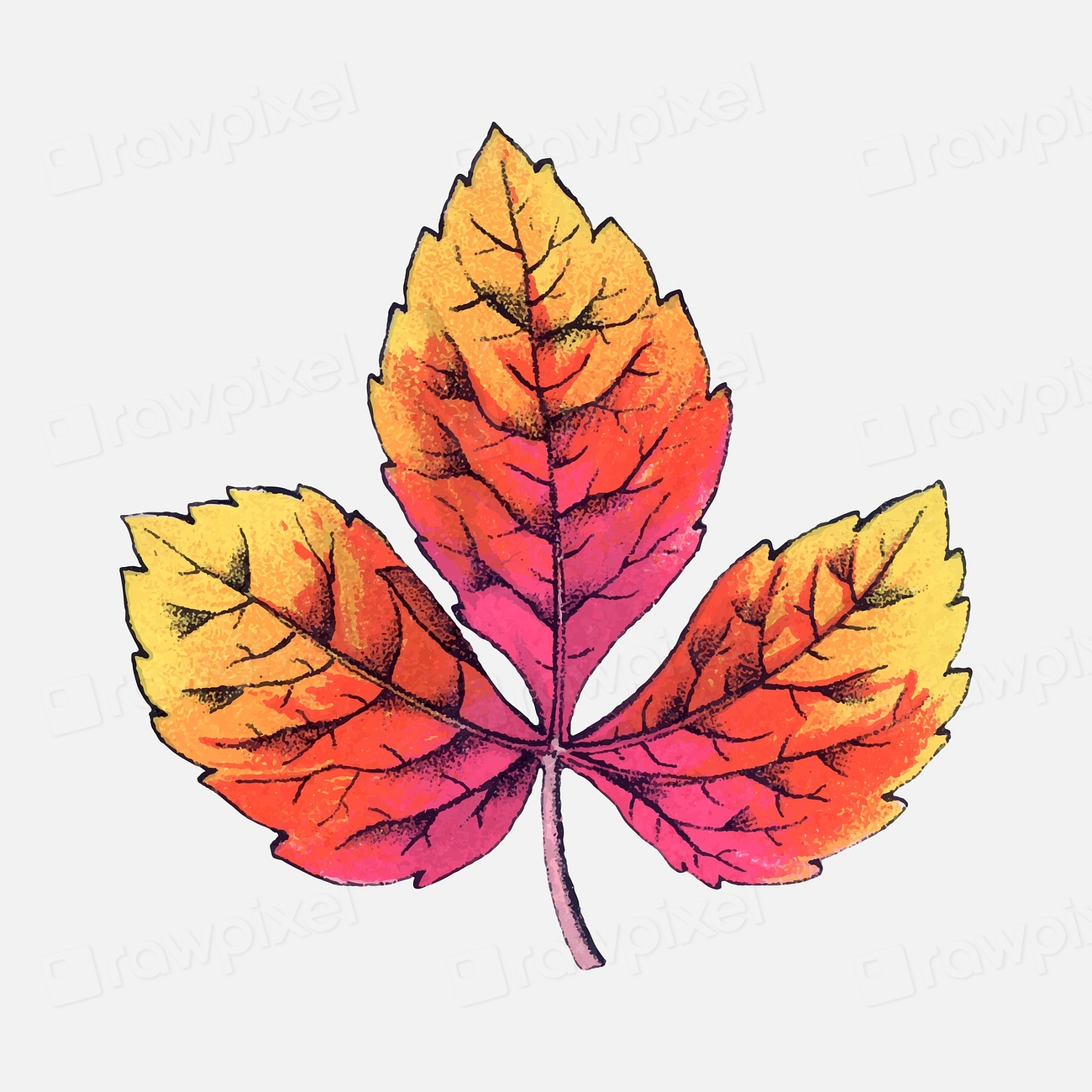Ivy leaf illustration vintage botanical | Premium Vector Illustration ...