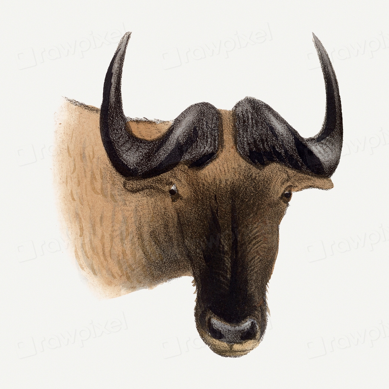 Vintage takin illustration, wildlife & | Premium Photo Illustration ...