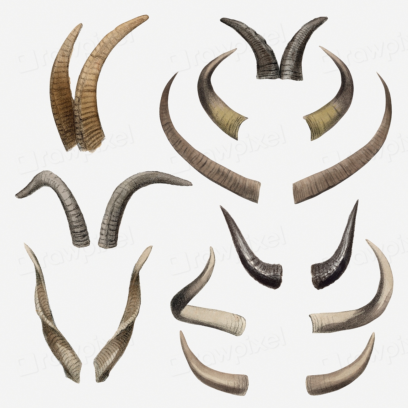 Animal horns collage element, vintage | Premium PSD - rawpixel