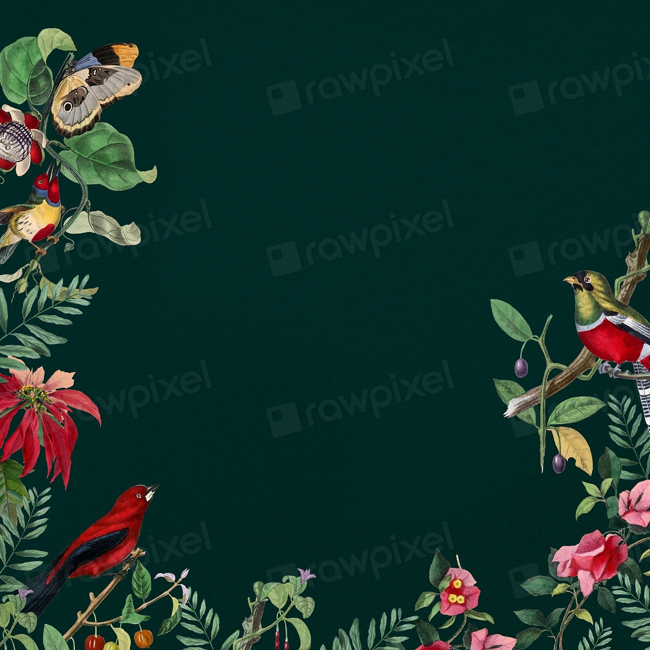 Botanical border frame, beautiful nature | Premium Photo - rawpixel