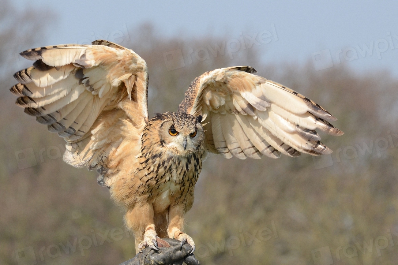 Free barn owl stretching wings | Free Photo - rawpixel