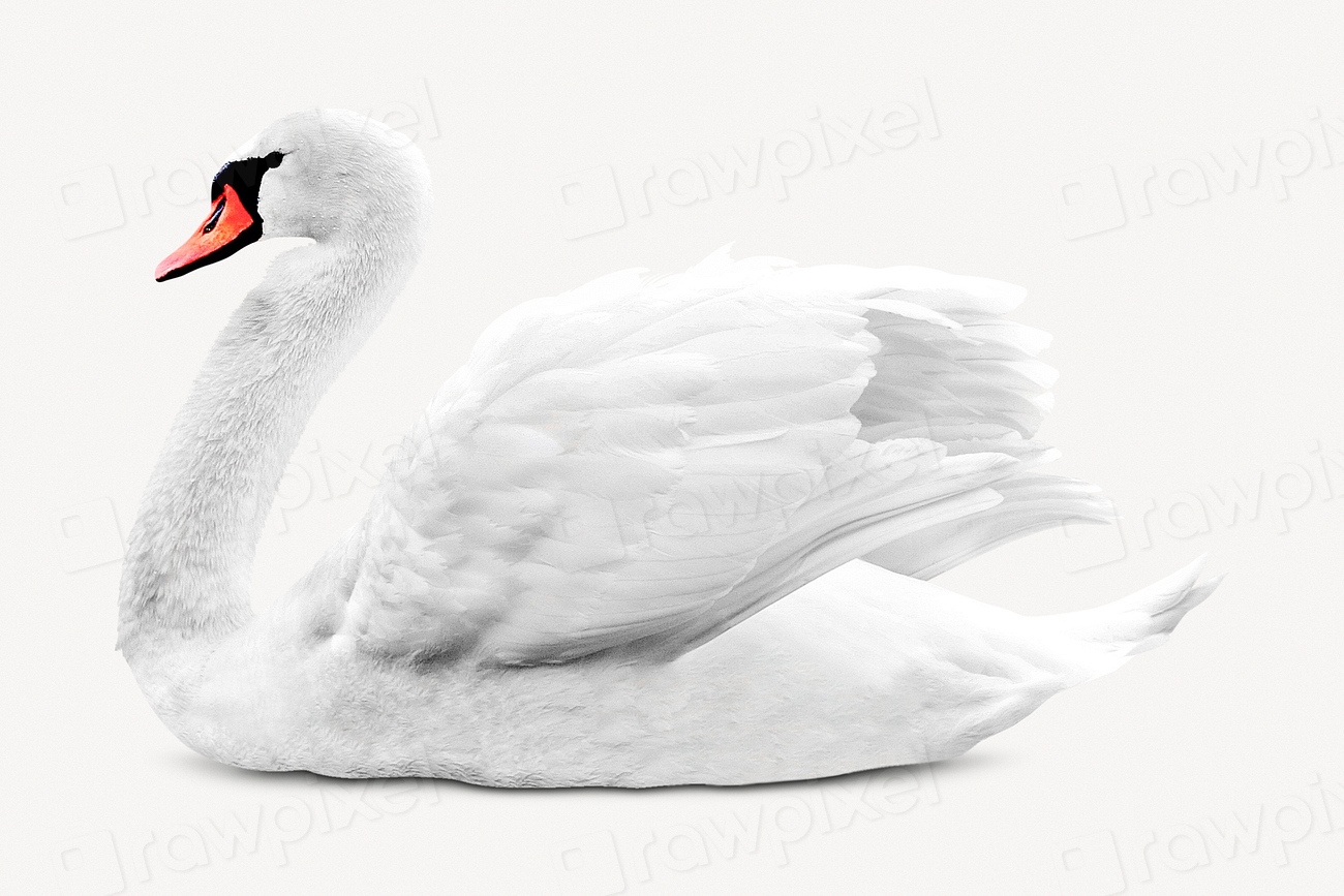 White swan isolated white, real | Premium PSD - rawpixel