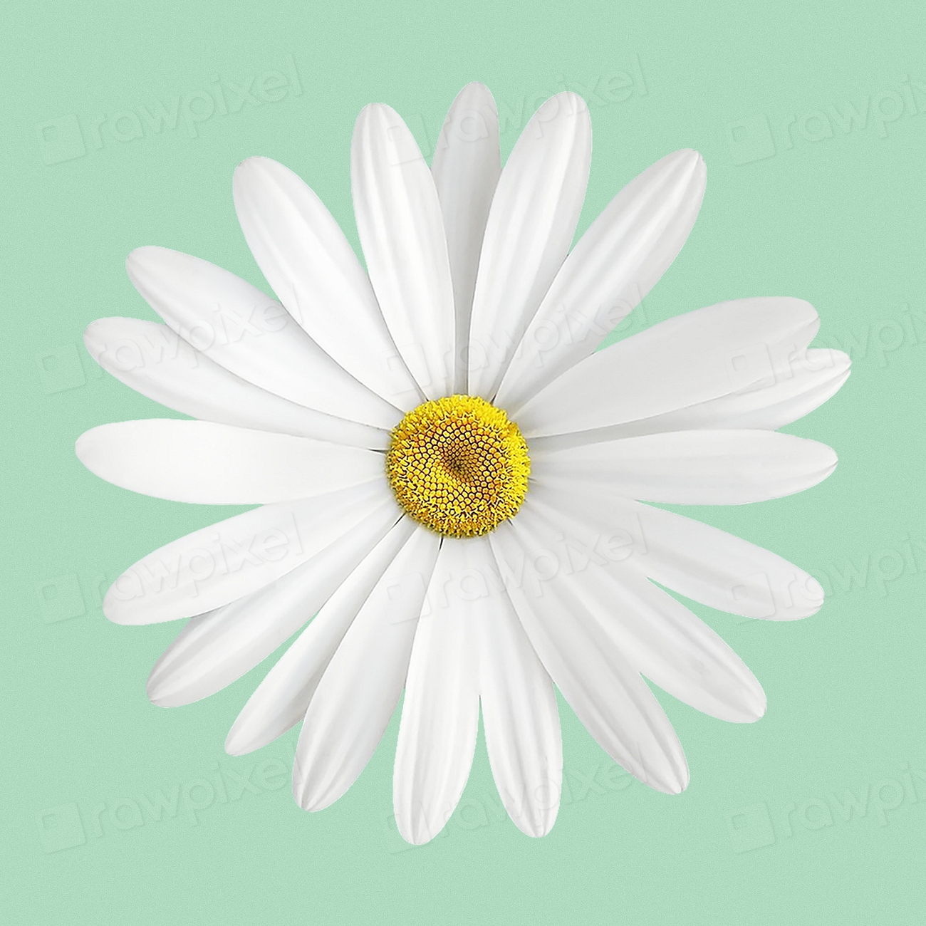 White daisy collage element, flower | Free PSD - rawpixel