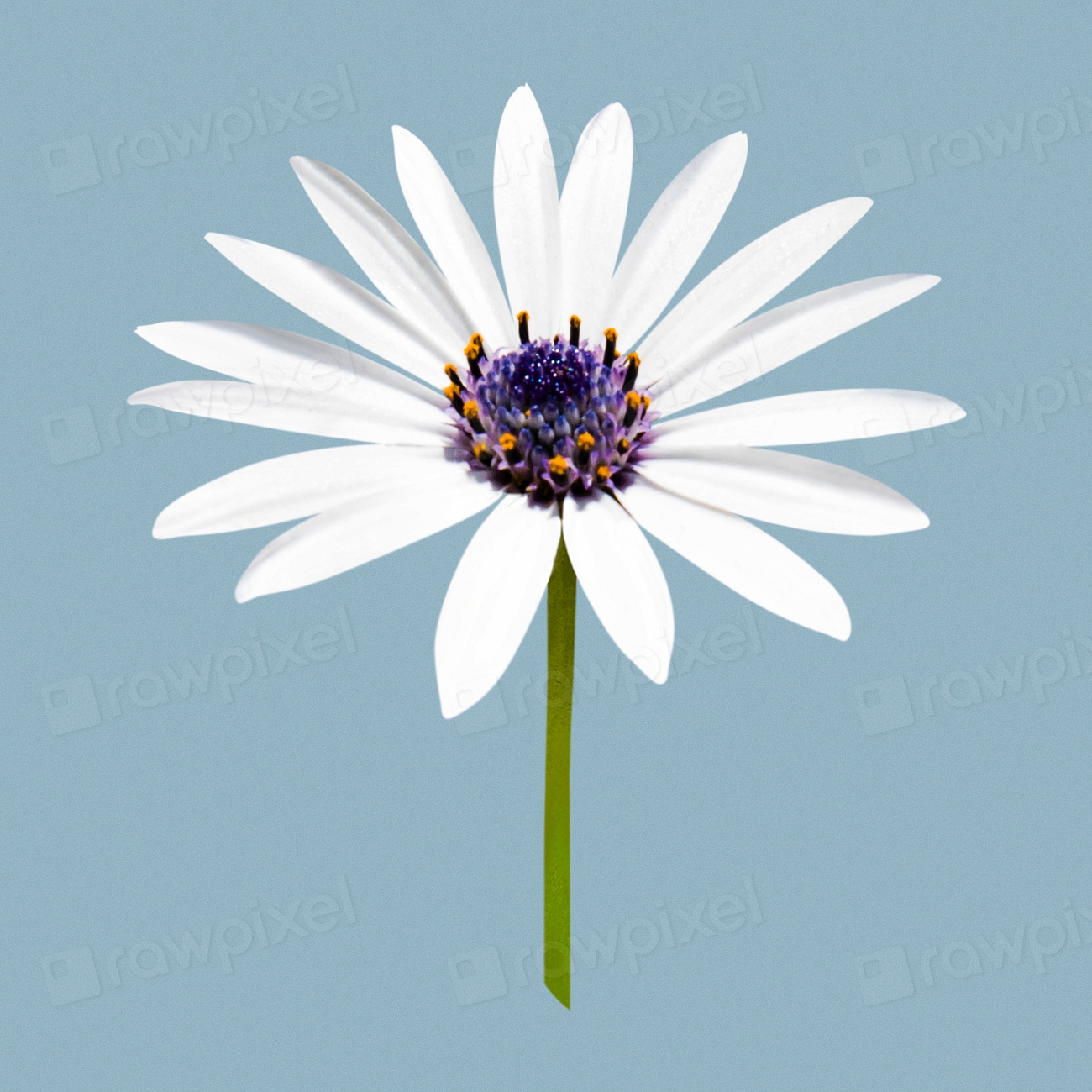 White African daisy, flower collage | Free PSD - rawpixel