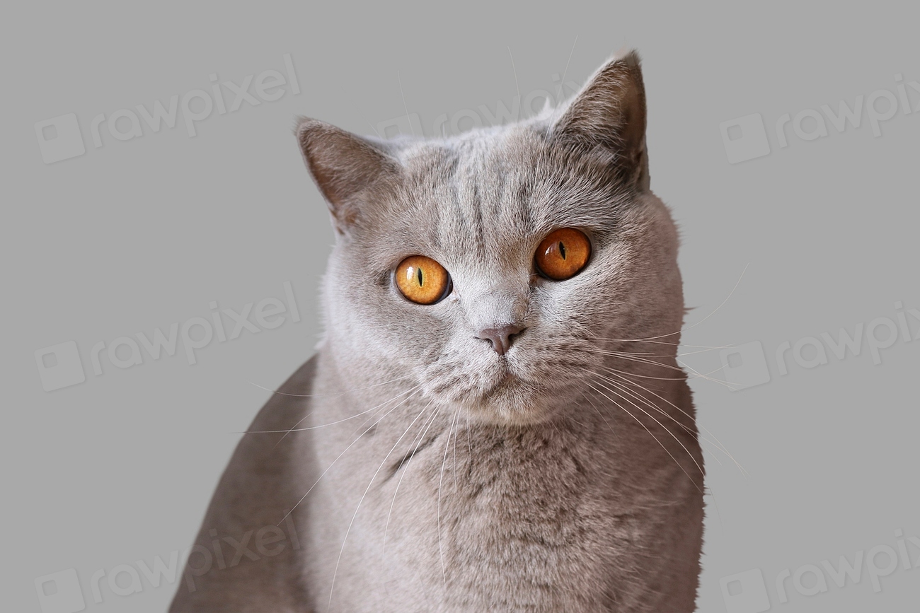 Gray cat sticker, animal design | Free PSD - rawpixel