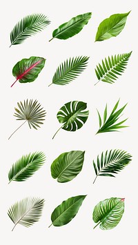 Tropical leaf isolated element set | Premium Editable Design - rawpixel