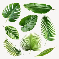 Editable tropical green leaf design | Premium Editable Design - rawpixel