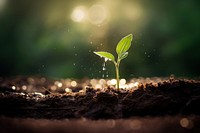 Sprout plant outdoors nature. | Free Photo - rawpixel