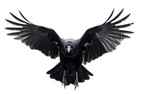 Majestic black raven in flight | Free Photo - rawpixel