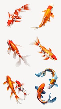 Koi fish animal element set | Free Photo - rawpixel