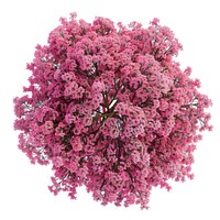 Vibrant pink flowering tree top | Premium Photo - rawpixel