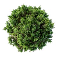 Lush green tree top view | Free Photo - rawpixel