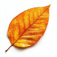 Real ash leaf plant. | Free Photo - rawpixel