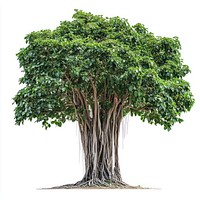 Banyan tree banyan background isolated | Free Photo - rawpixel