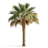 Real desert palm tree plant | Free Photo - rawpixel