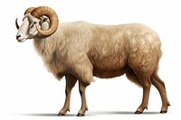 Arles Merino Sheep Ram sheep | Free Photo Illustration - rawpixel