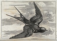 swallow flight. Engraving, ca. 1690, | Free Photo Illustration - rawpixel