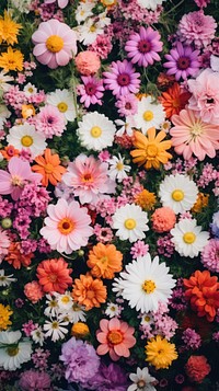 Wildflower outdoors nature purple | Free Photo - rawpixel