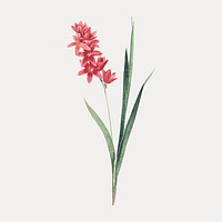 Red flower vintage ixia patens | Free Vector - rawpixel