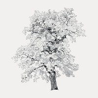 Vintage oak tree illustration, isolated | Free Vector - rawpixel