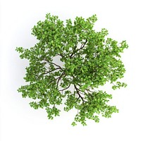 Real sycamore tree photography green | Free Photo - rawpixel