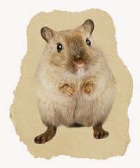 Hamster pet, animal design, ripped | Free Photo - rawpixel