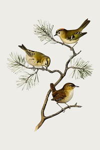 Vector eurasian wren bird hand | Premium Vector Illustration - rawpixel